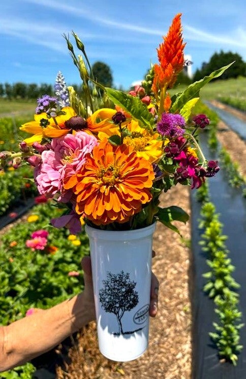Flower Picking 9/11/24 | PYO at Weber's PeachBerry Farm